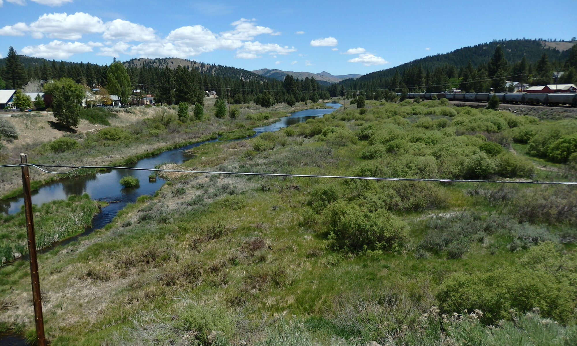 Woolly Mullein: A Plant that Benefits Humans and Wildlife: Leave it Be ...