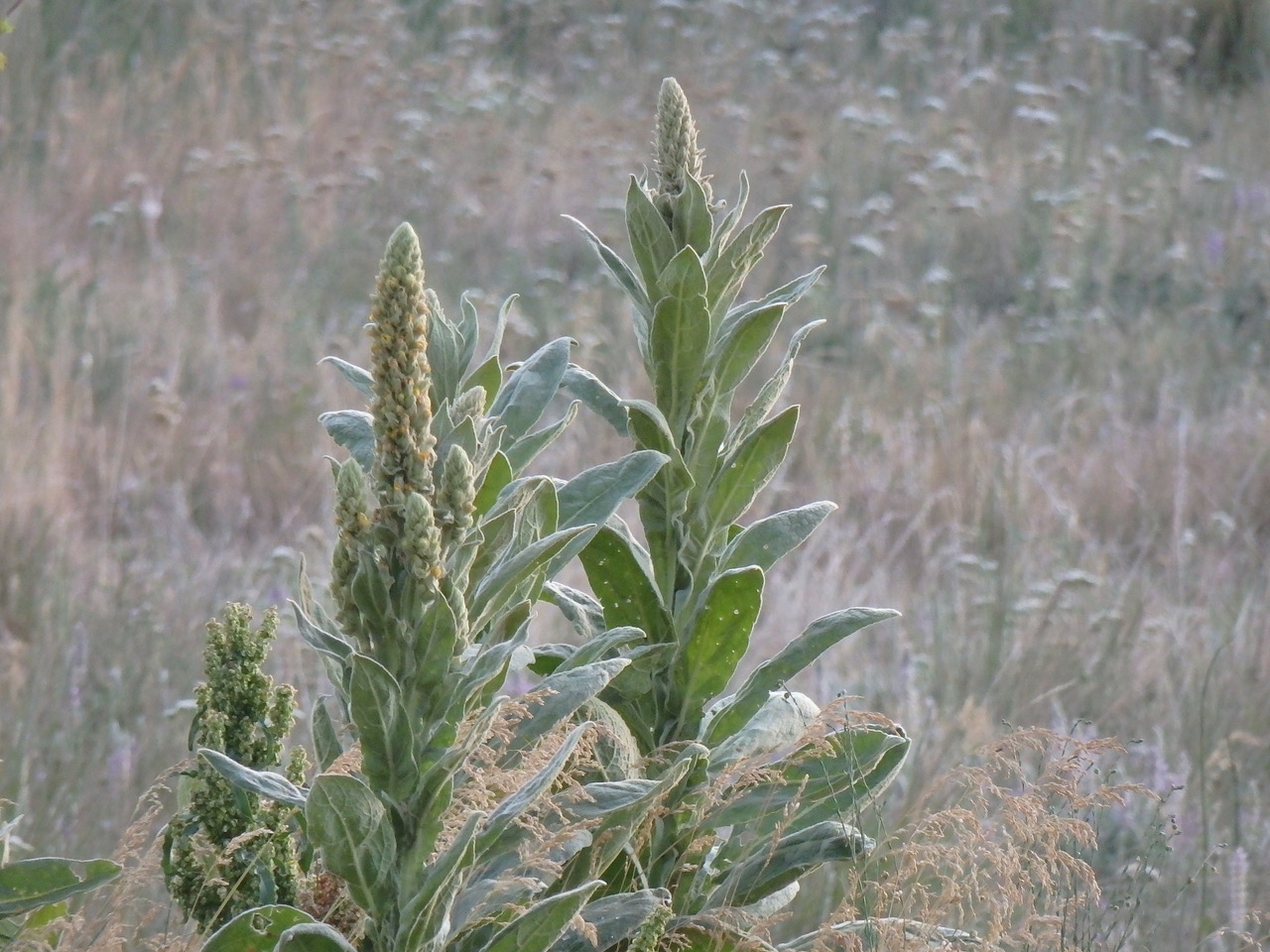 Woolly Mullein: A Plant that Benefits Humans and Wildlife: Leave it Be ...