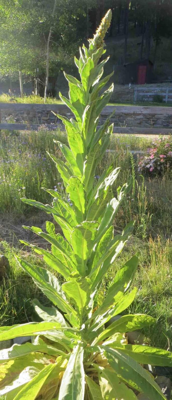 Woolly Mullein: A Plant that Benefits Humans and Wildlife: Leave it Be ...