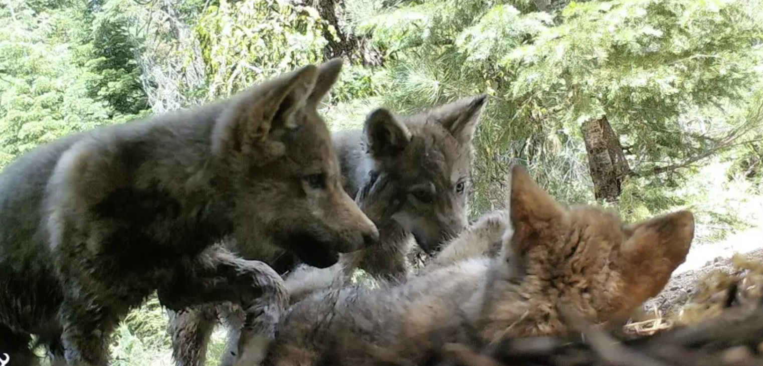 Beyem Seyo Wolves Murdered in Botched Sierra Valley Fish and Wildlife ...